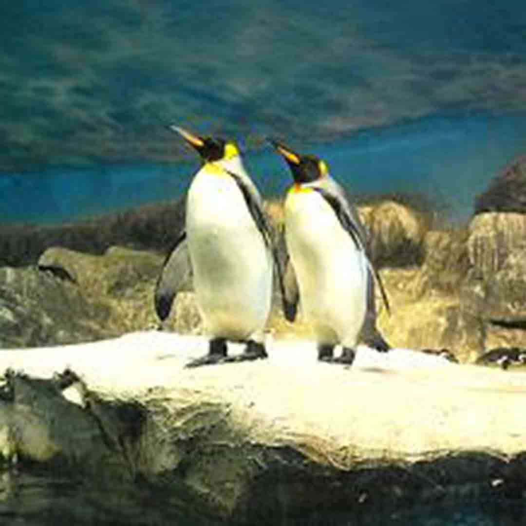 Faunia Wildlife Park for School Trips to Madrid