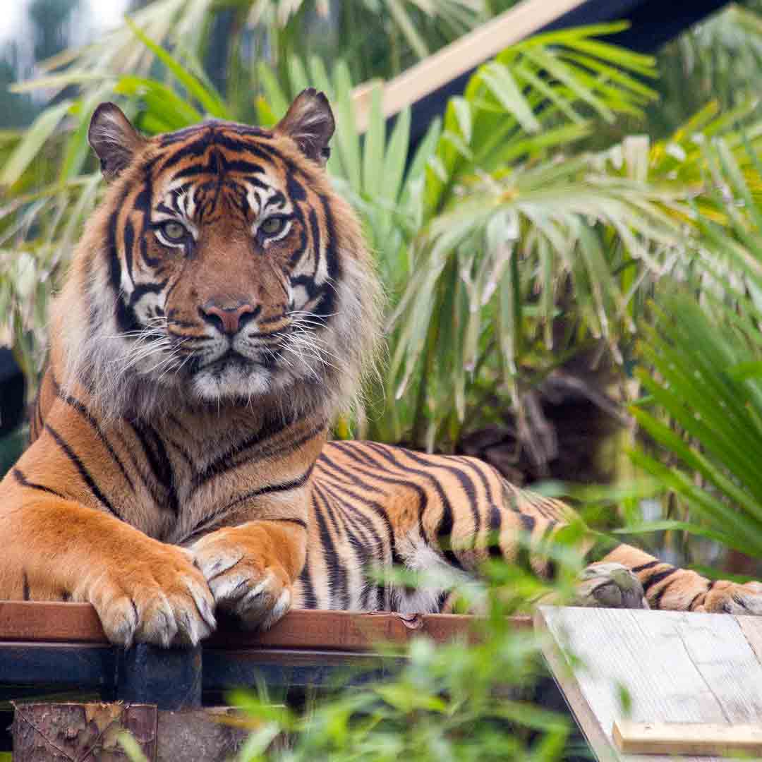 Edinburgh Zoo for School Trips to Edinburgh