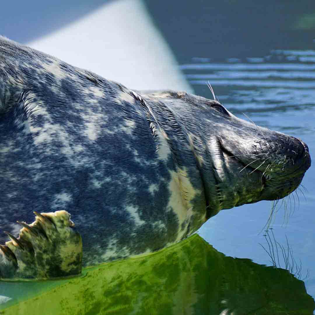 Gweek Cornish Seal Sanctuary for School Trips to Cornwall