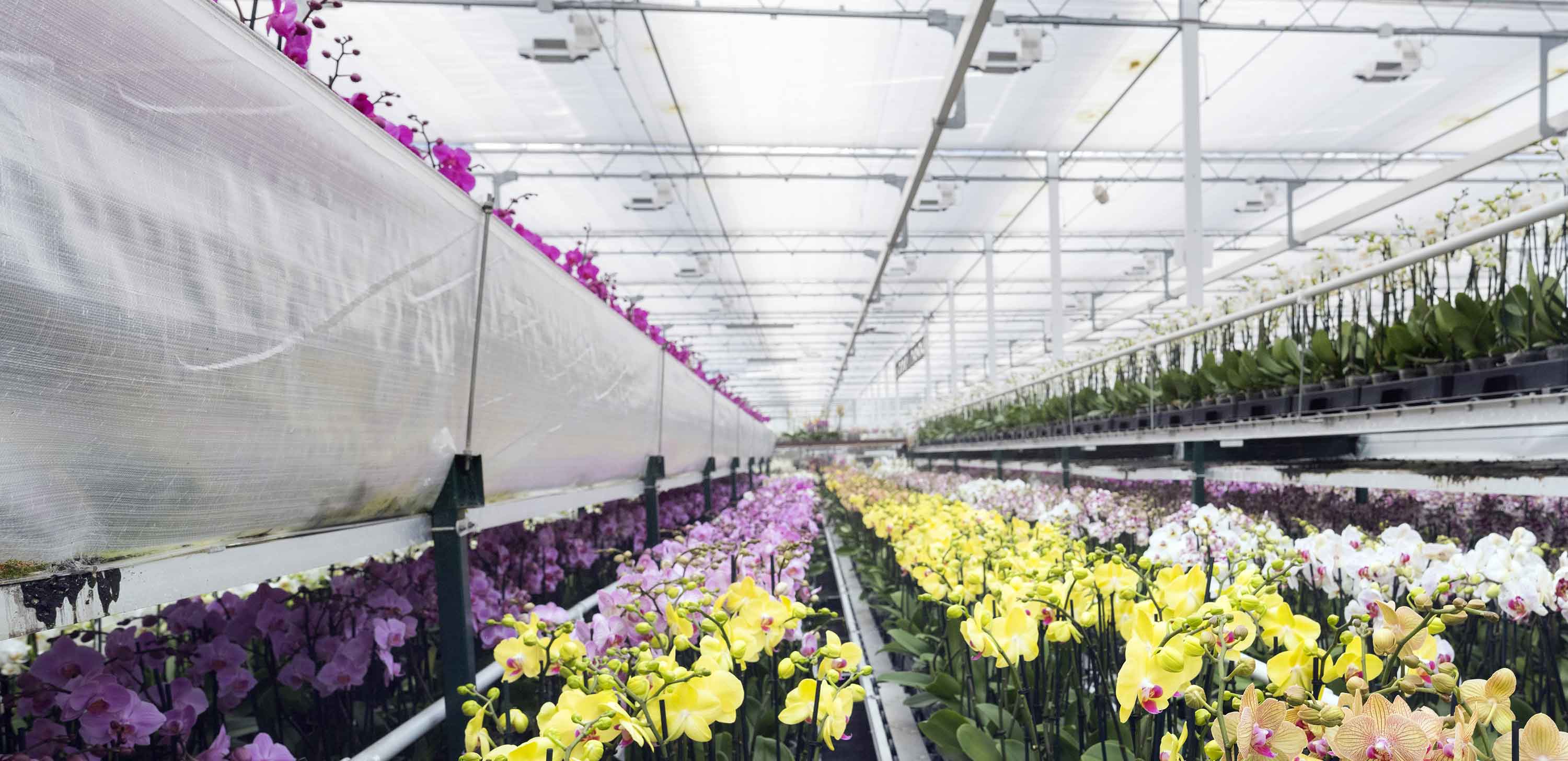 Aalsmeer Flower Auction for School Trips to Amsterdam