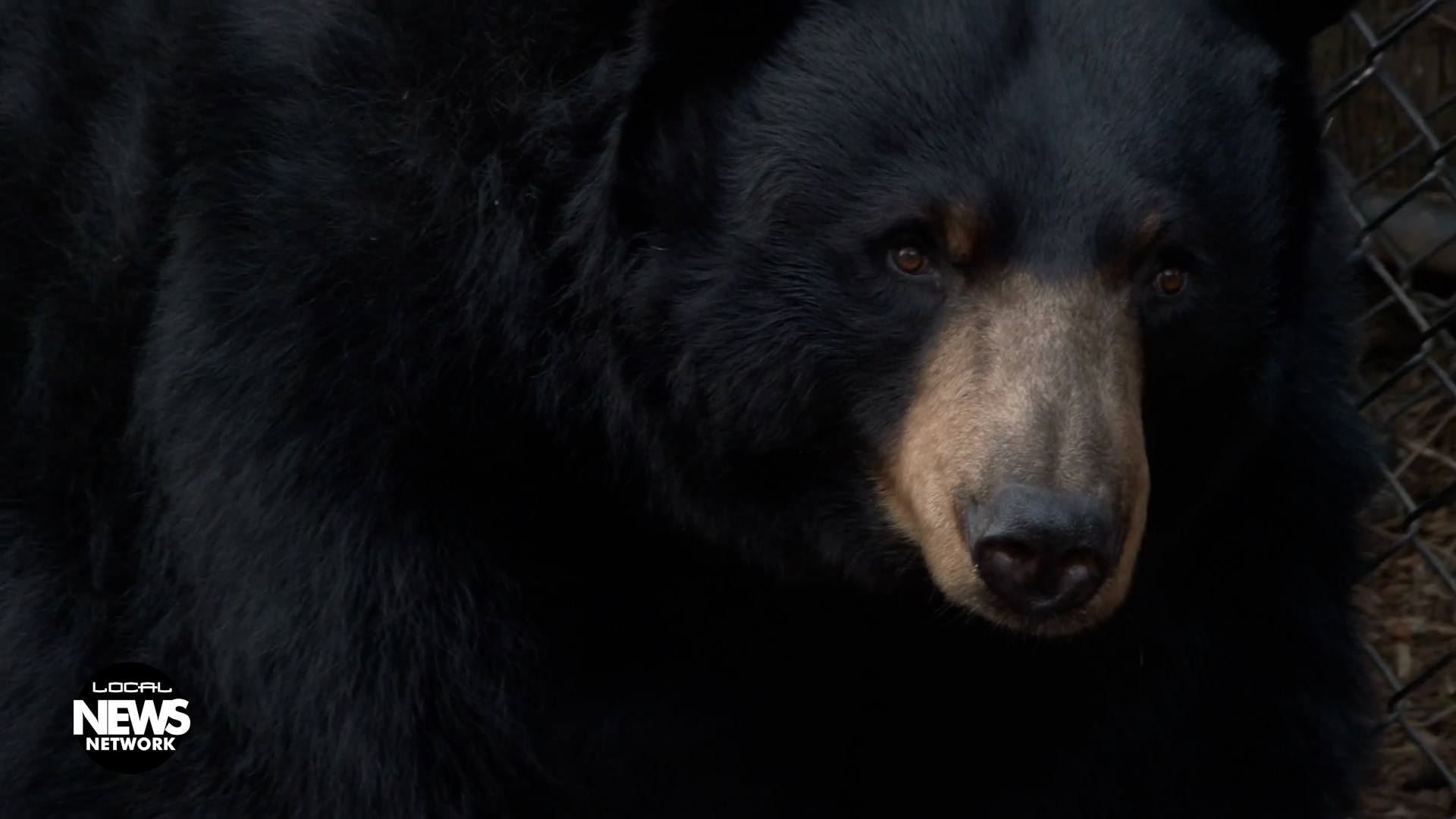 Rising Bear Encounters Prompt New Warnings 10/25/2022