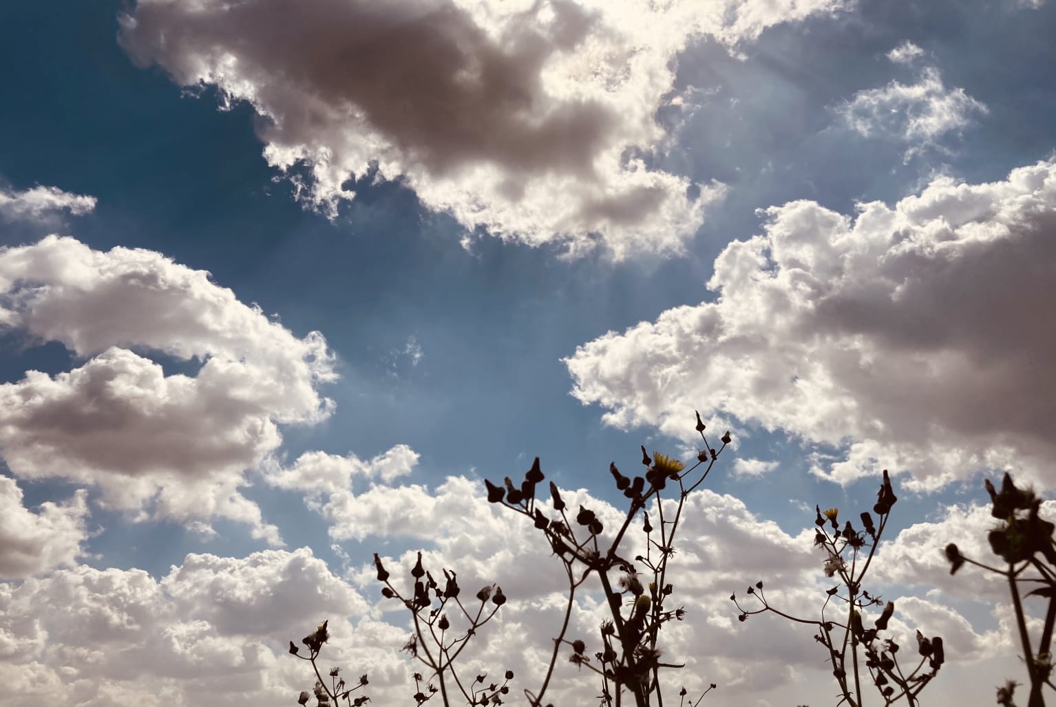 Denise Dove: Empathy Exhibition