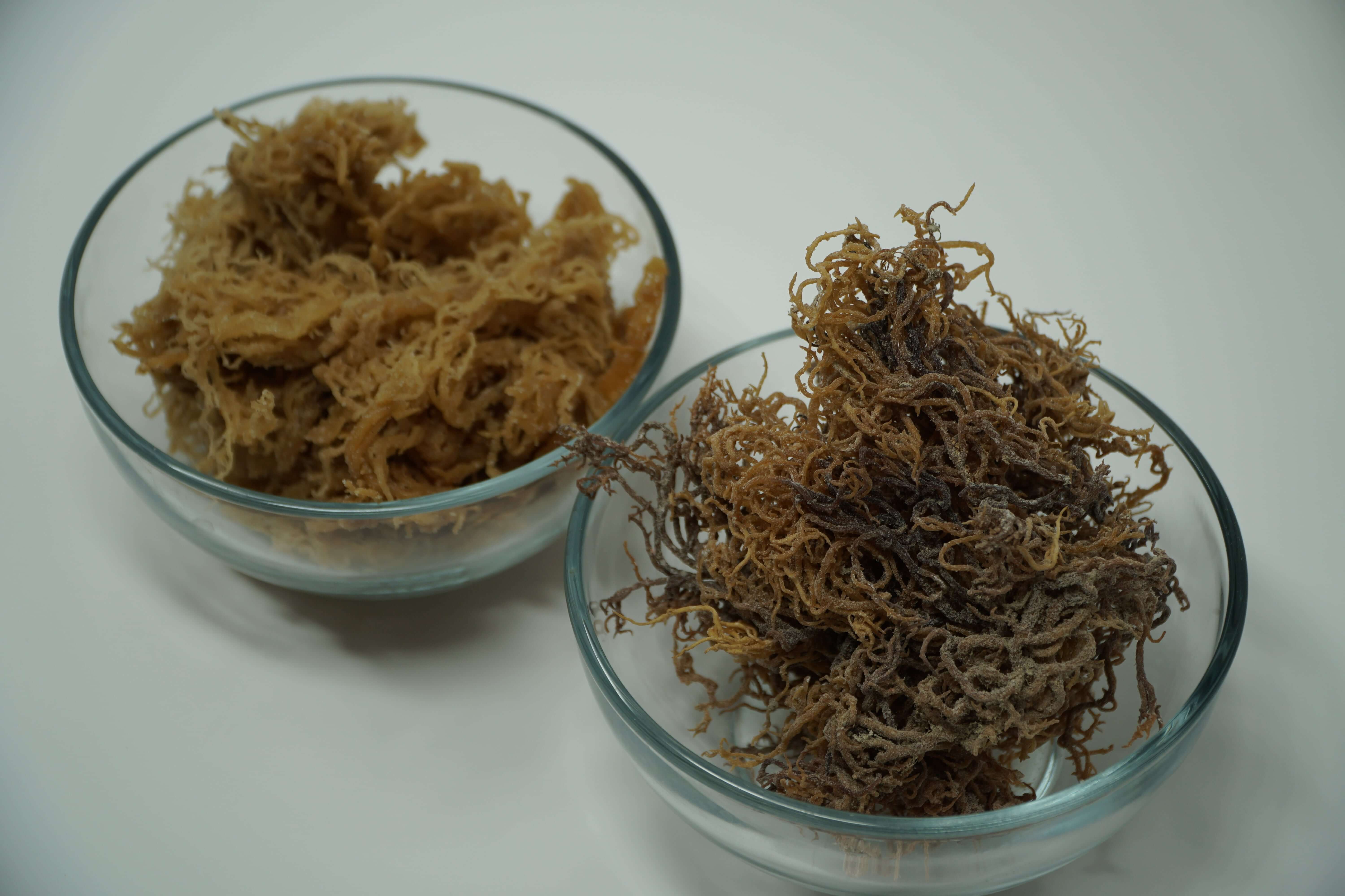 Real vs Fake Sea Moss