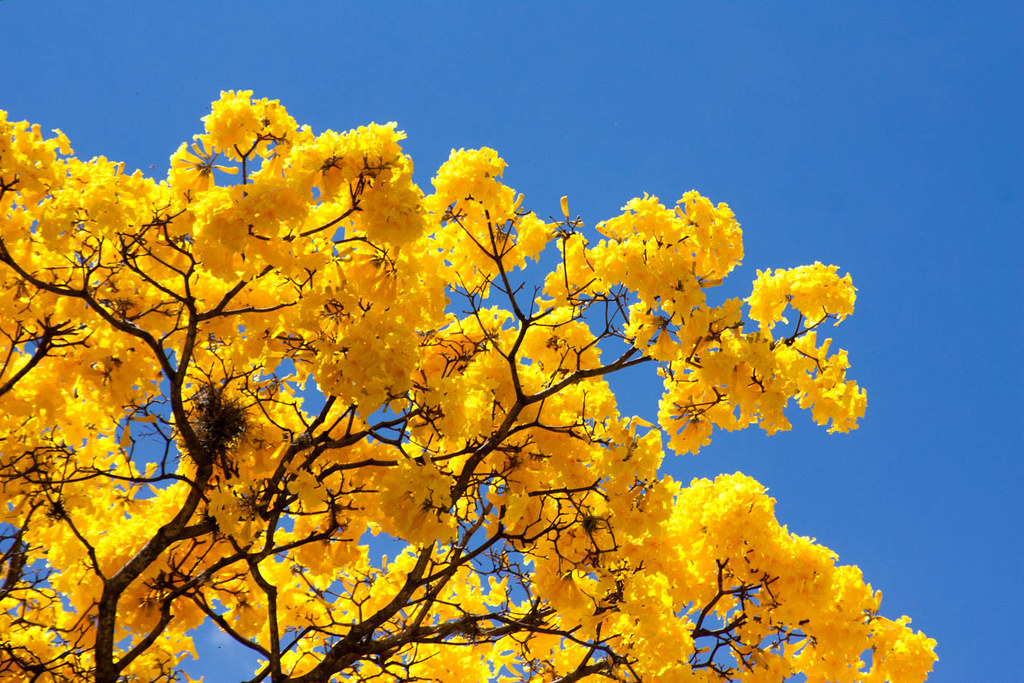 Geology of Venezuela - Reinstate the Culture of Research and Quality ...