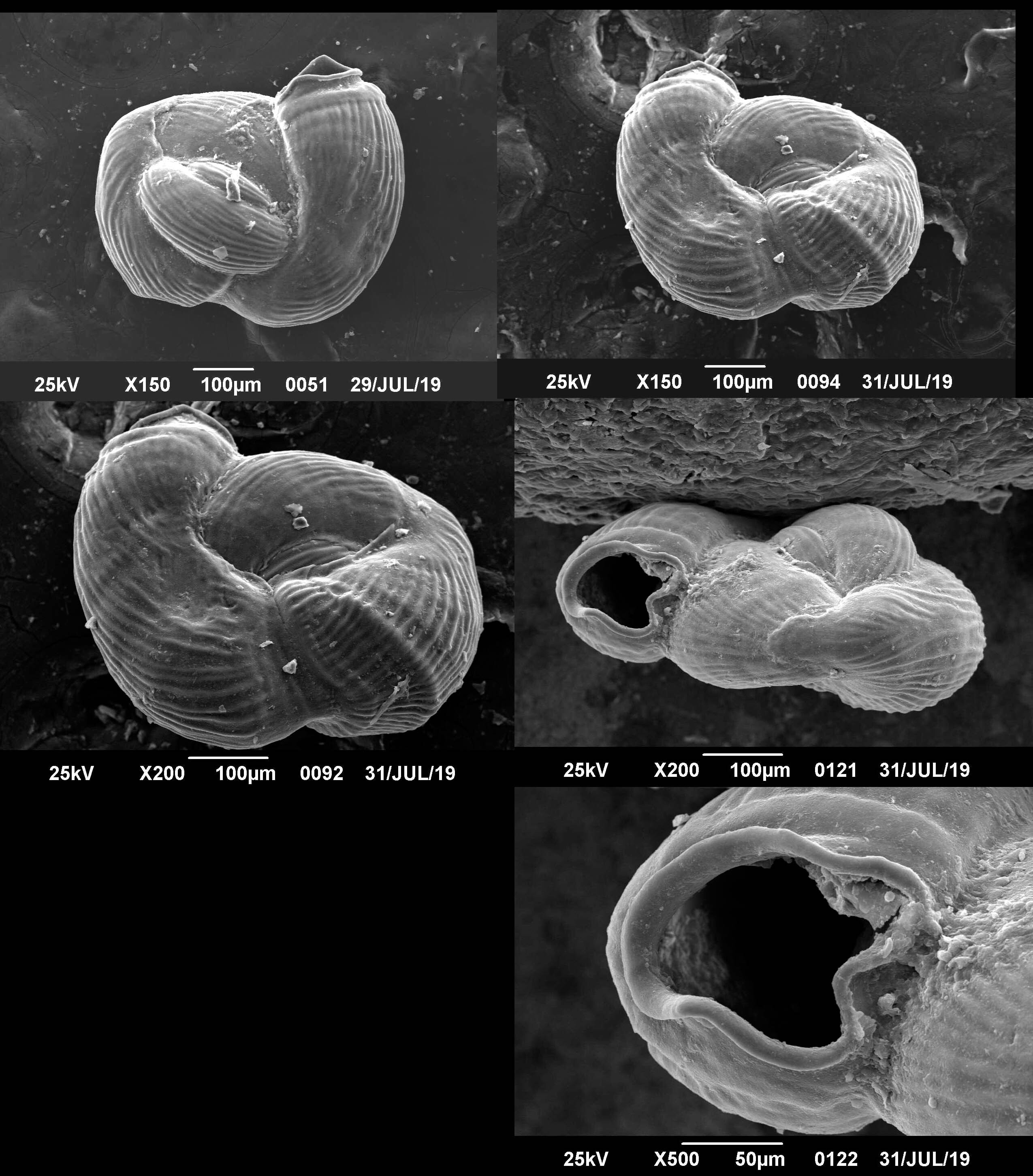 Biostratigraphic Analysis Services at the Simón Bolívar University ...