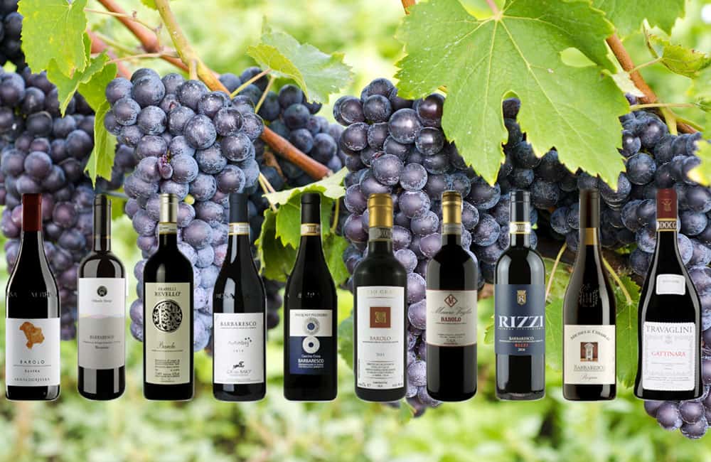 Nebbiolo (Taste, Best Wines, Prices 2021)