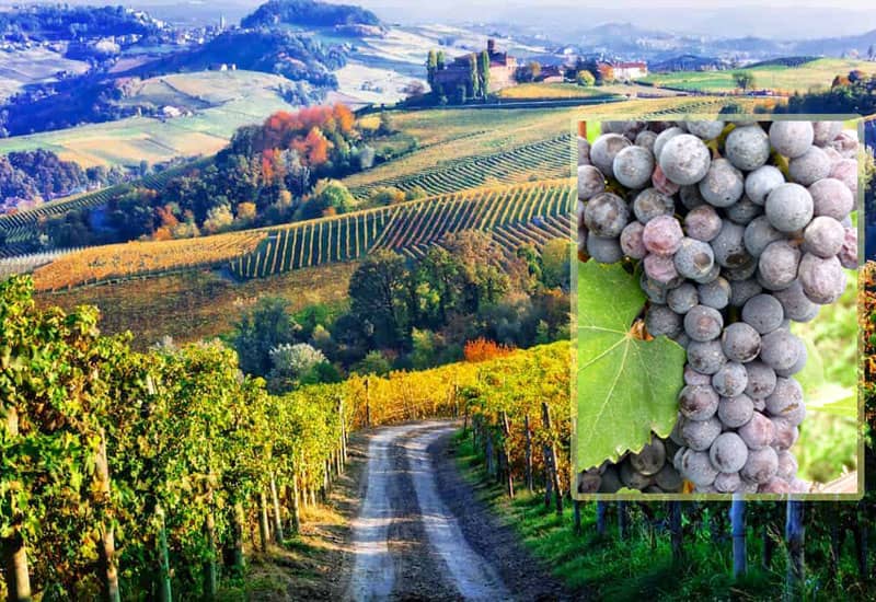 Nebbiolo (Taste, Best Wines, Prices 2021)