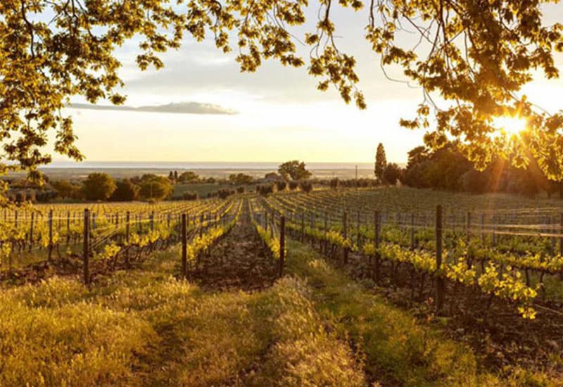 Ornellaia (Winemaking, Best Wines 2021)