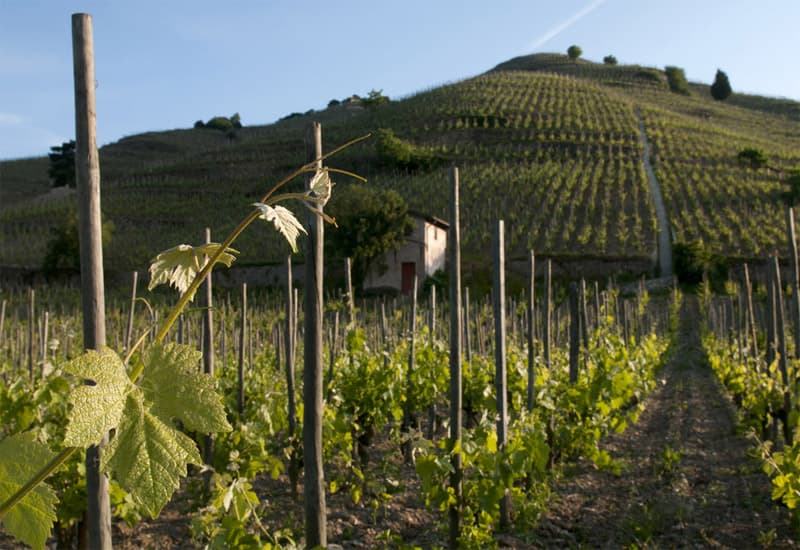 Jean Louis Chave (Wine Styles, Prices, Best Wines 2021)
