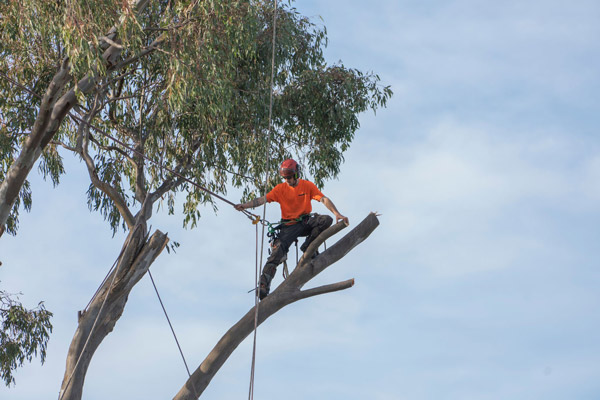 Safety & Quality Assurance | Trav’s Tree Services
