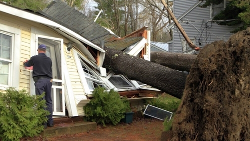 6 Signs a Tree May Be in Danger of Falling | Trav's Tree Services
