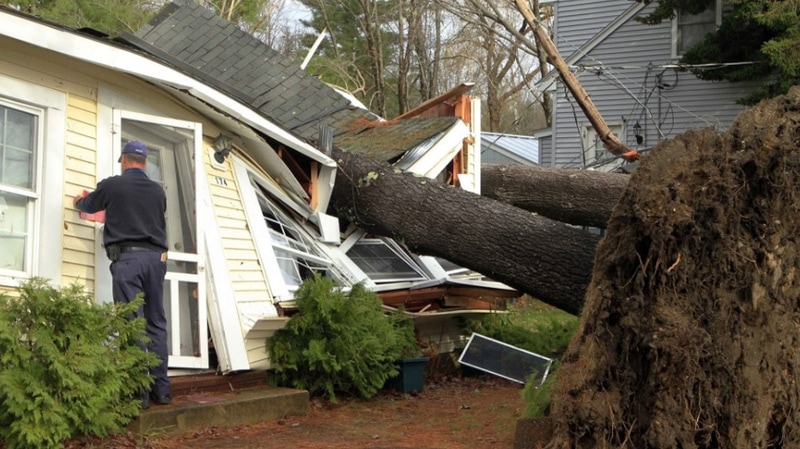 6 Signs a Tree May Be in Danger of Falling | Trav's Tree Services