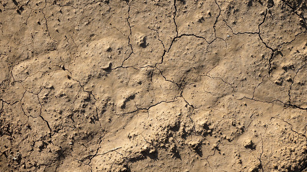 Compacted Soil Problem & Solutions | Trav's Tree Services