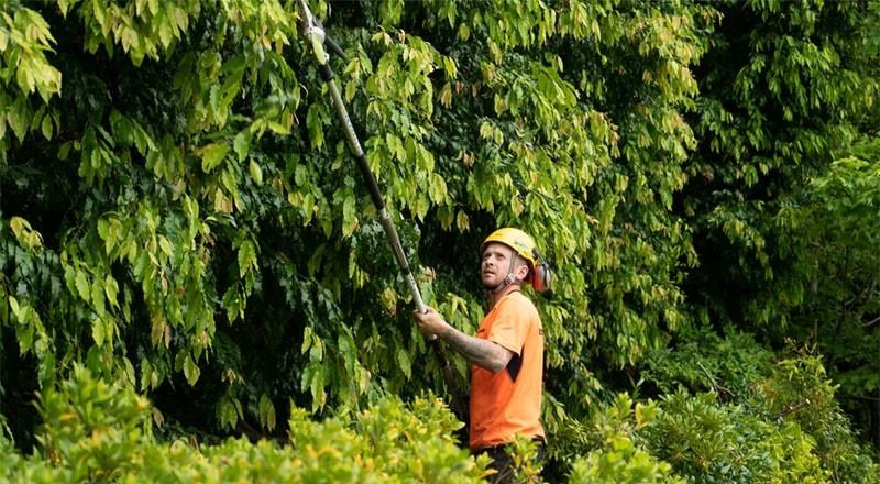 Tips on Trimming & Pruning Overgrown Hedges | Trav's Tree Services