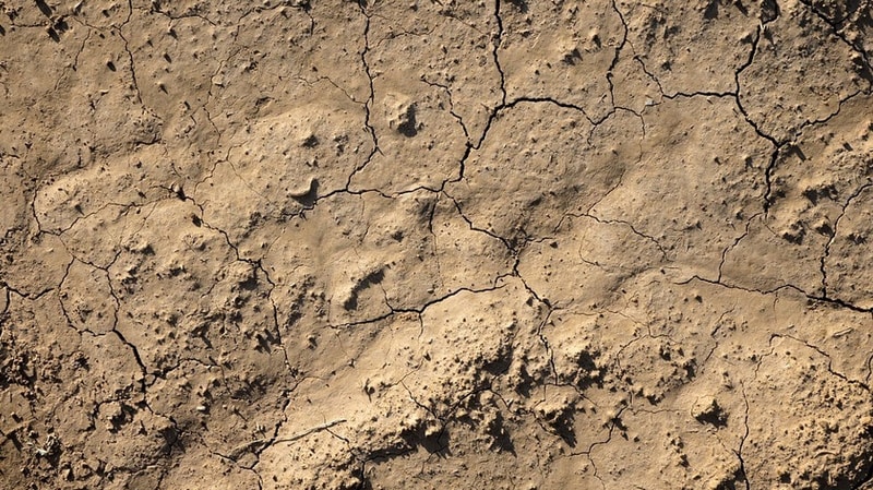 Compacted Soil Problem & Solutions | Trav's Tree Services