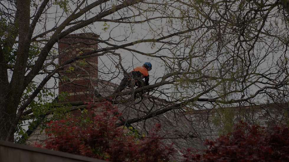 How Much Does Tree Pruning Cost? | Trav's Trees