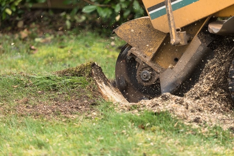 Your Guide To Tree Root Removal | Trav's Trees