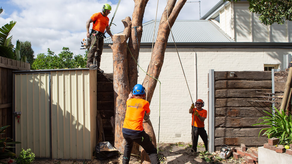The Process Of Removing A Large Tree + Expert Tips