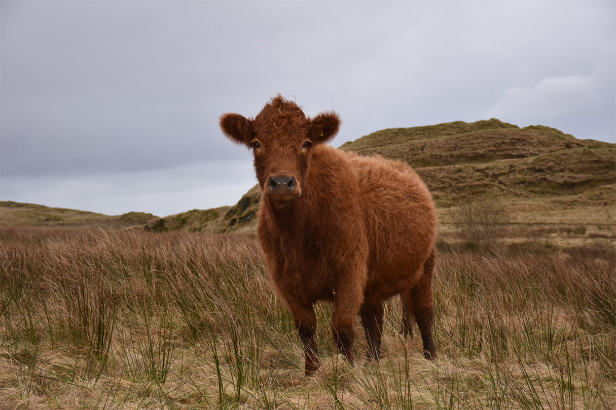 Estate News March | Islay Estate