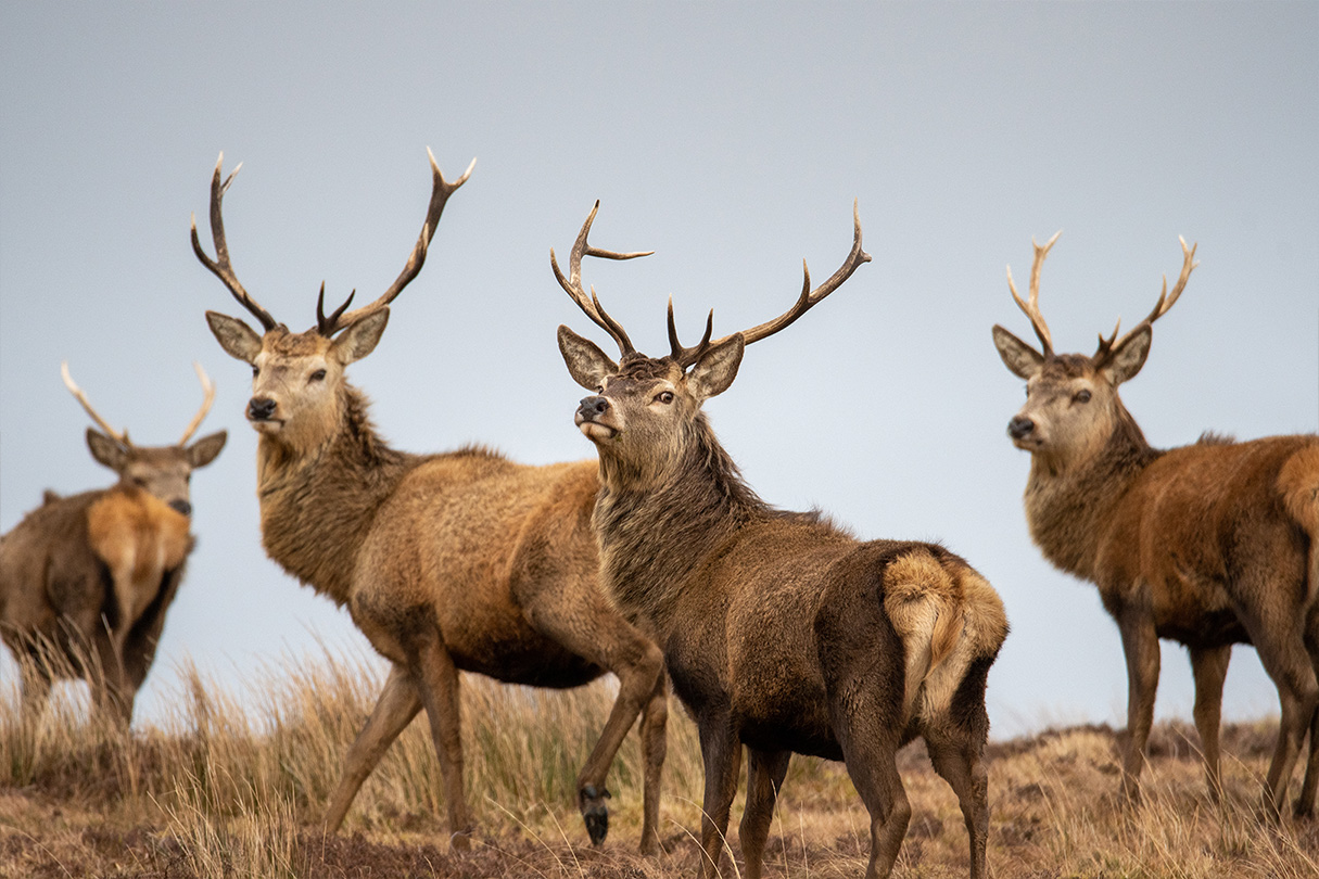 Estate News March | Islay Estate