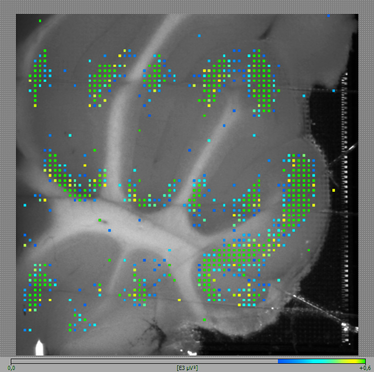 BrainWave Software - 3Brain