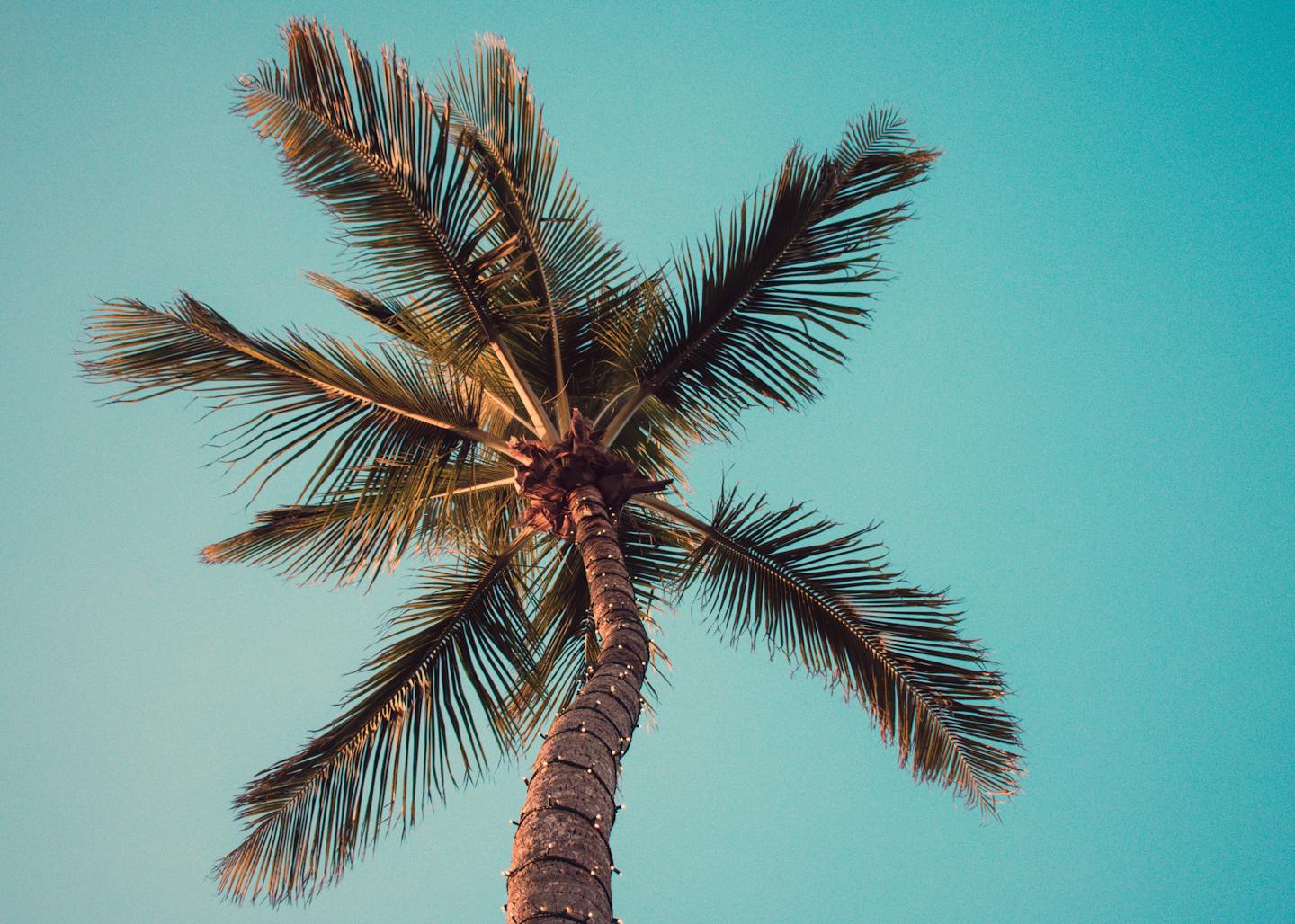 Palm Wine: Origin, Cocktails, Health Benefits & Other Facts
