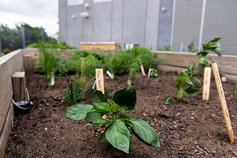 Sustainability at Mercedes-Benz Stadium | Leaders in Zero Waste