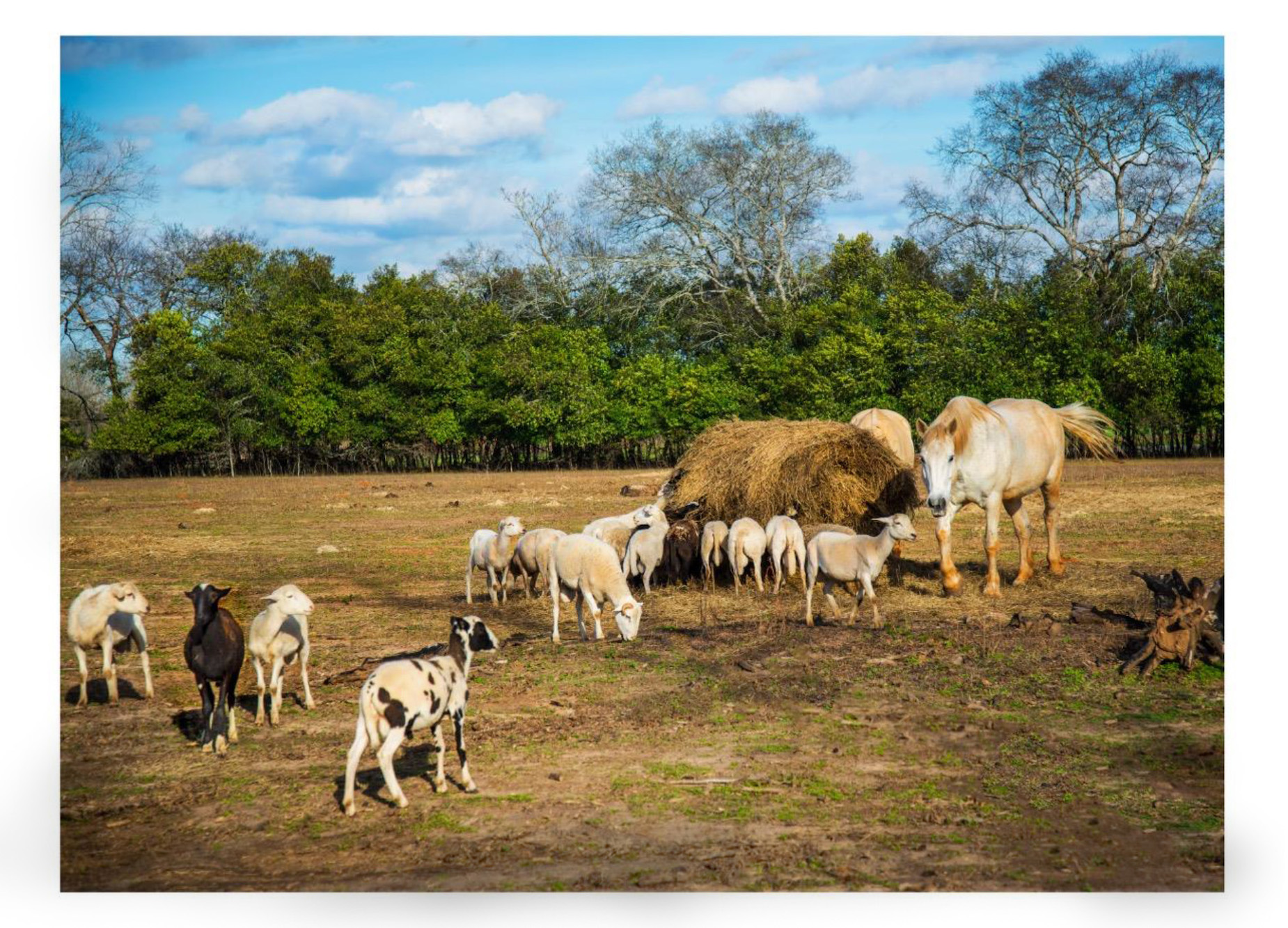 White Oak Pastures, Clay County, Georgia – by Gittel Chase Price | Art ...