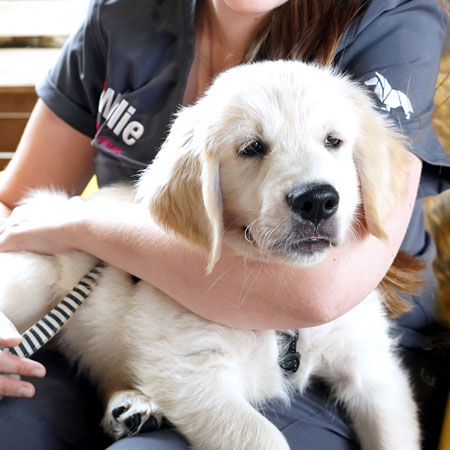 The Wylie Veterinary Centre - Vets in Upminster & Brentwood, Essex.