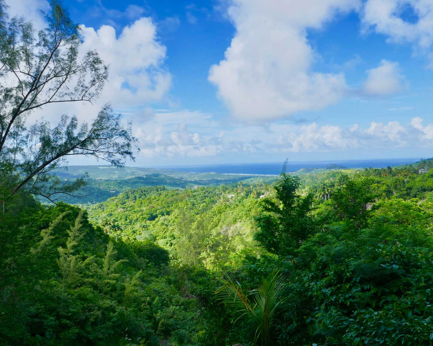 Coco Hill Forest