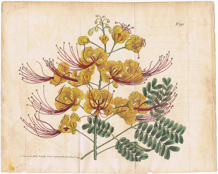 Pride of Barbados | Ins and Outs of Barbados