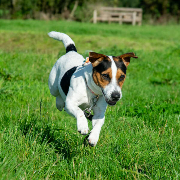 A & T TRAINED DOGS LTD - Kandoo