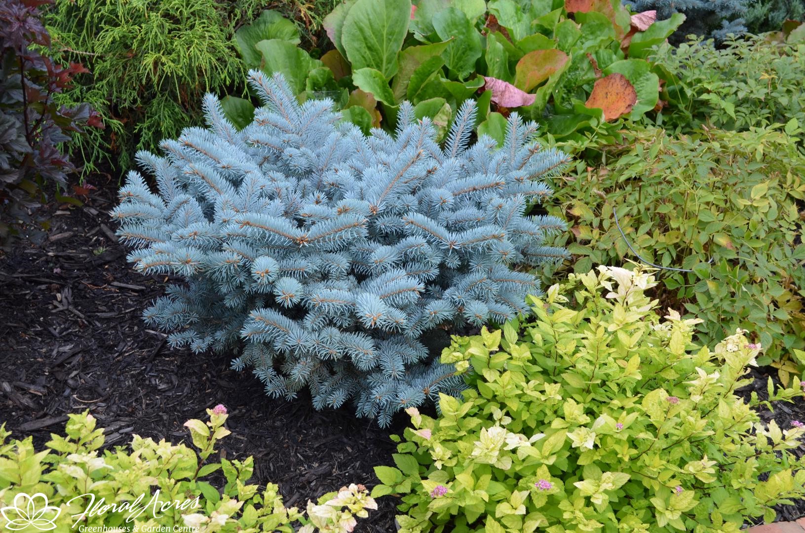 Spruce - Blue Globe low graft | Floral Acres