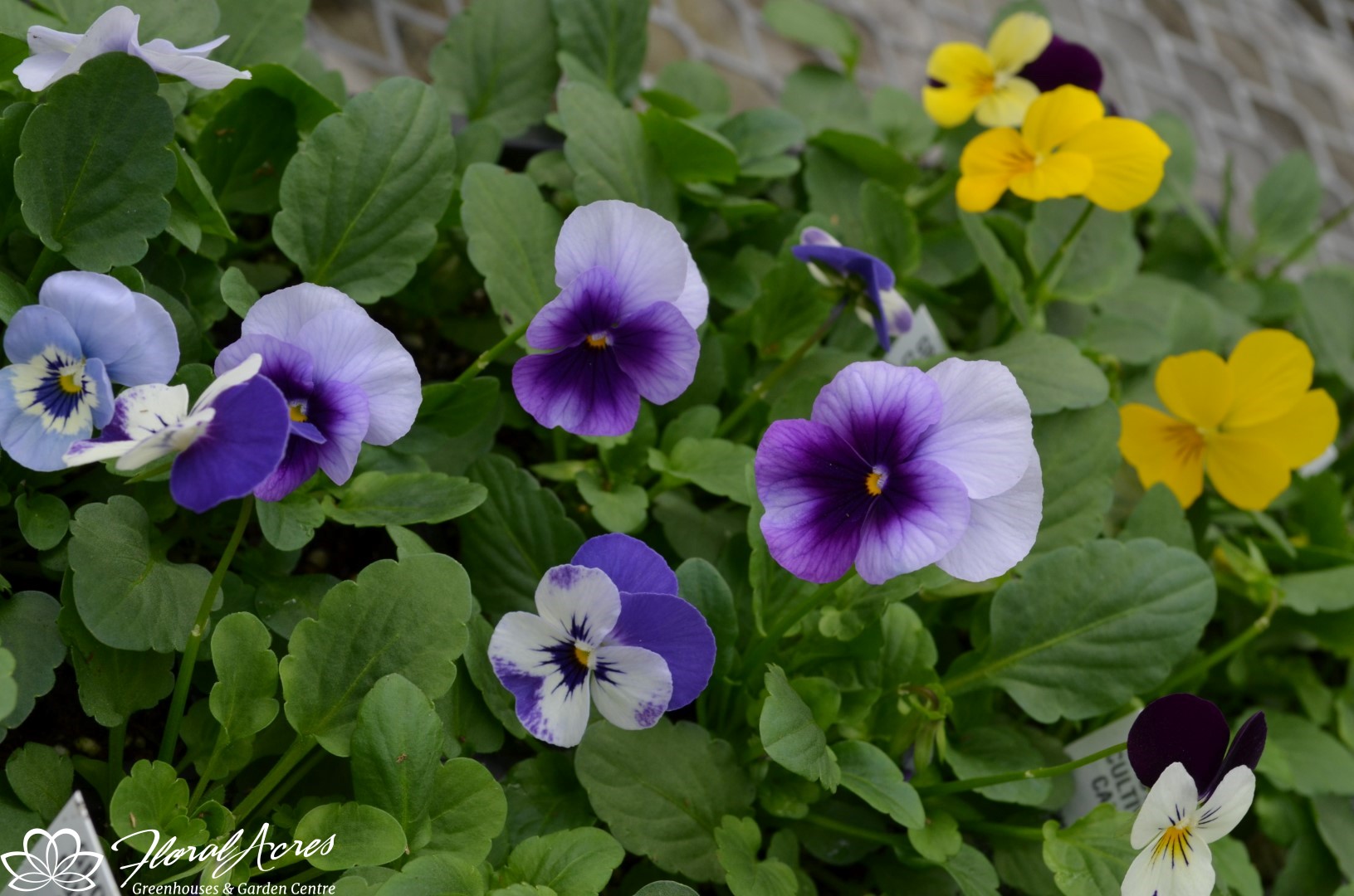 Viola Sorbet Xp Pink Halo | Floral Acres