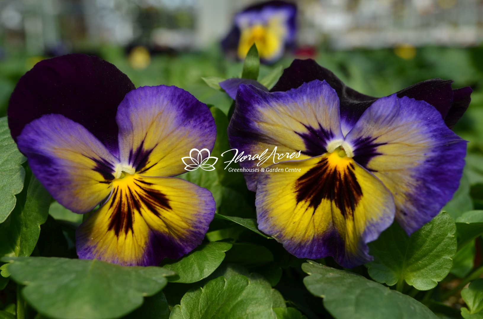 Pansy Spring Matrix Midnight Glow | Floral Acres