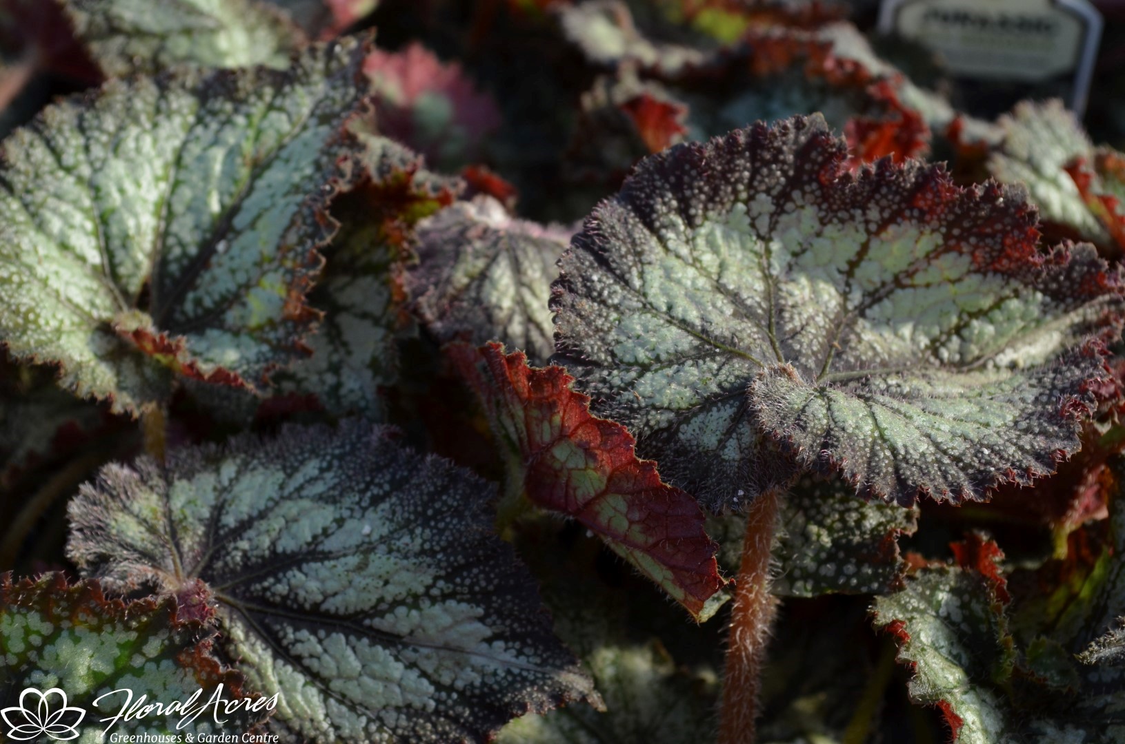 Begonia Rex Jurassic SIlver Swirl | Floral Acres