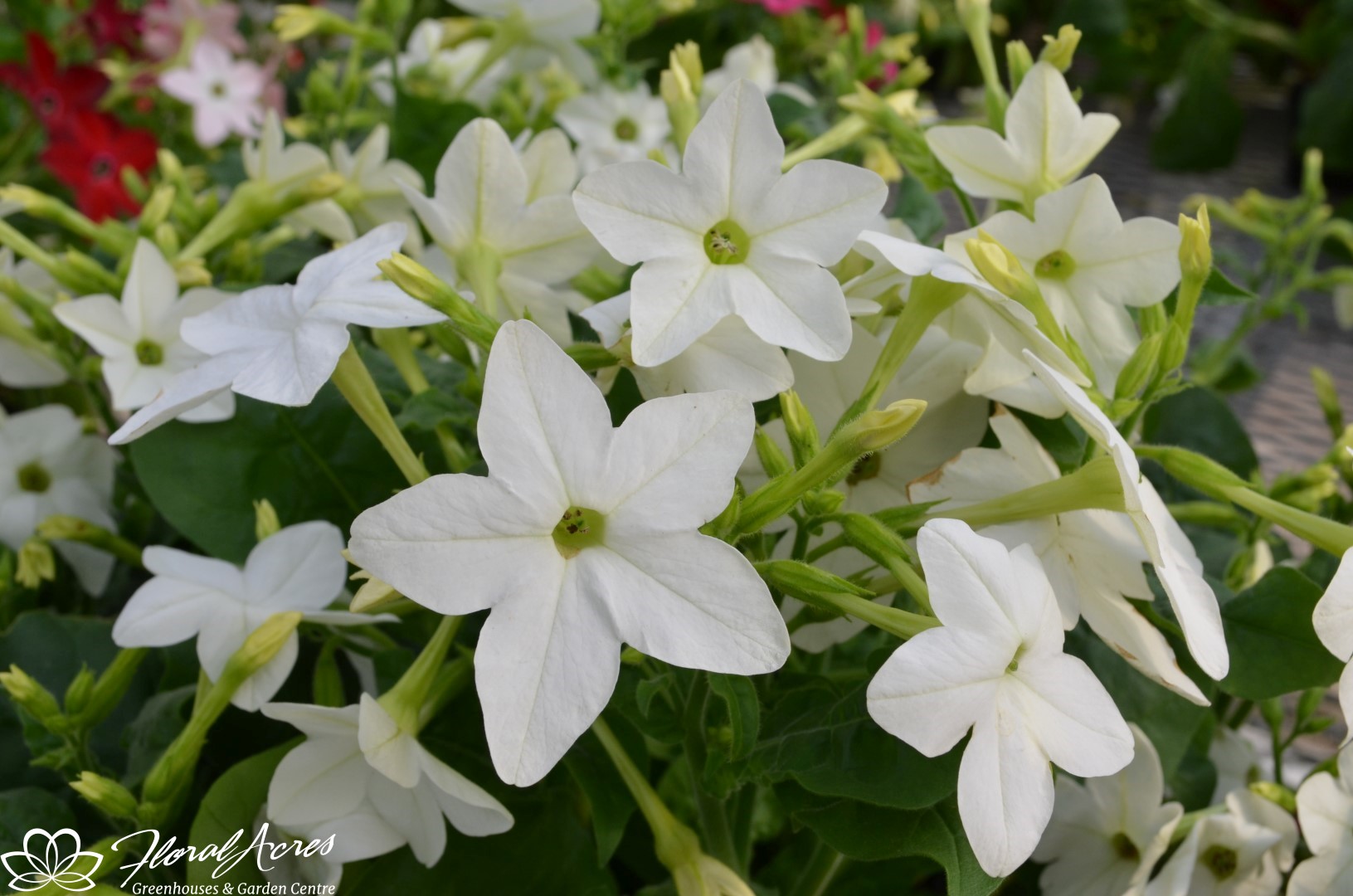 Nicotiana Saratoga White | Floral Acres