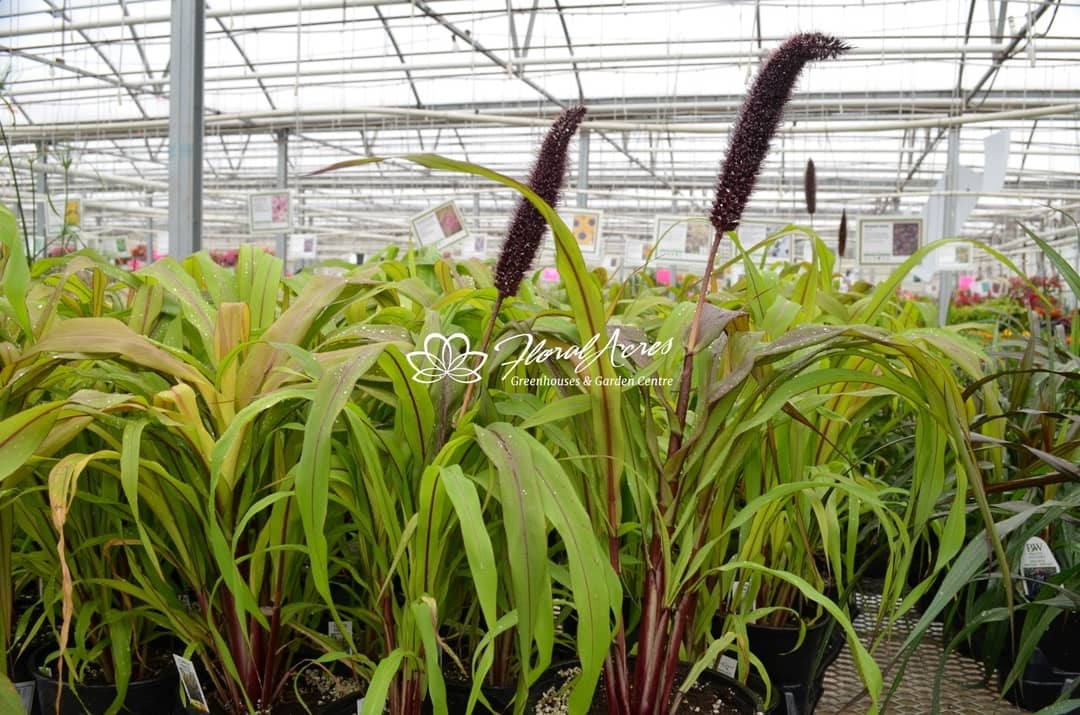 Grasses Millet Purple Baron | Floral Acres