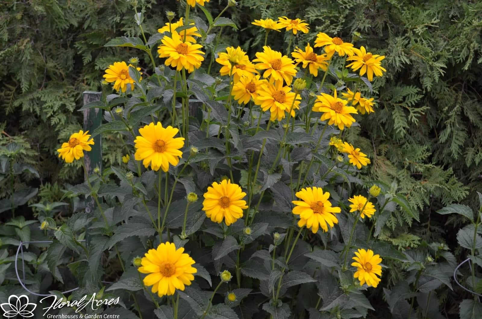 Heliopsis (False Sunflower). Summer Sun | Floral Acres
