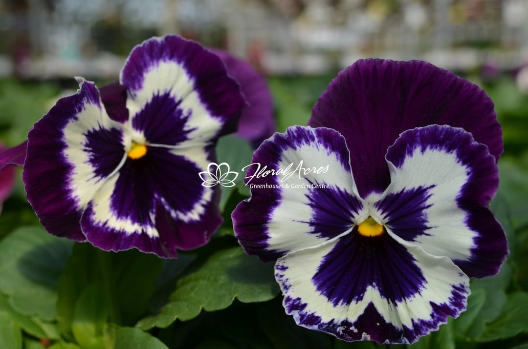 PANSY Matrix Beaconsfield | Floral Acres