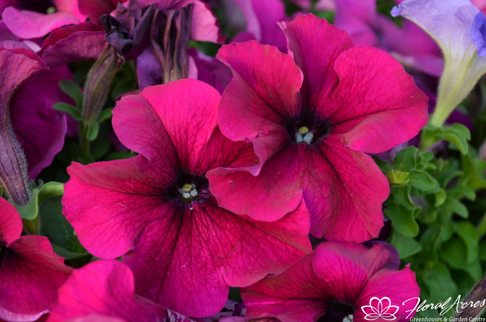 Petunia Dreams Burgundy | Floral Acres