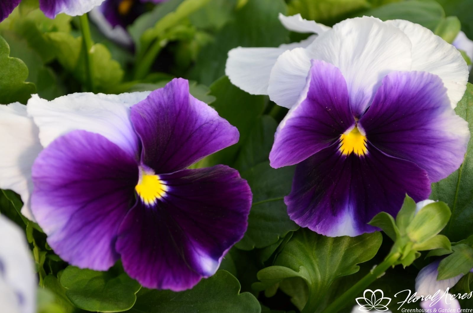 PANSY Matrix Beaconsfield | Floral Acres