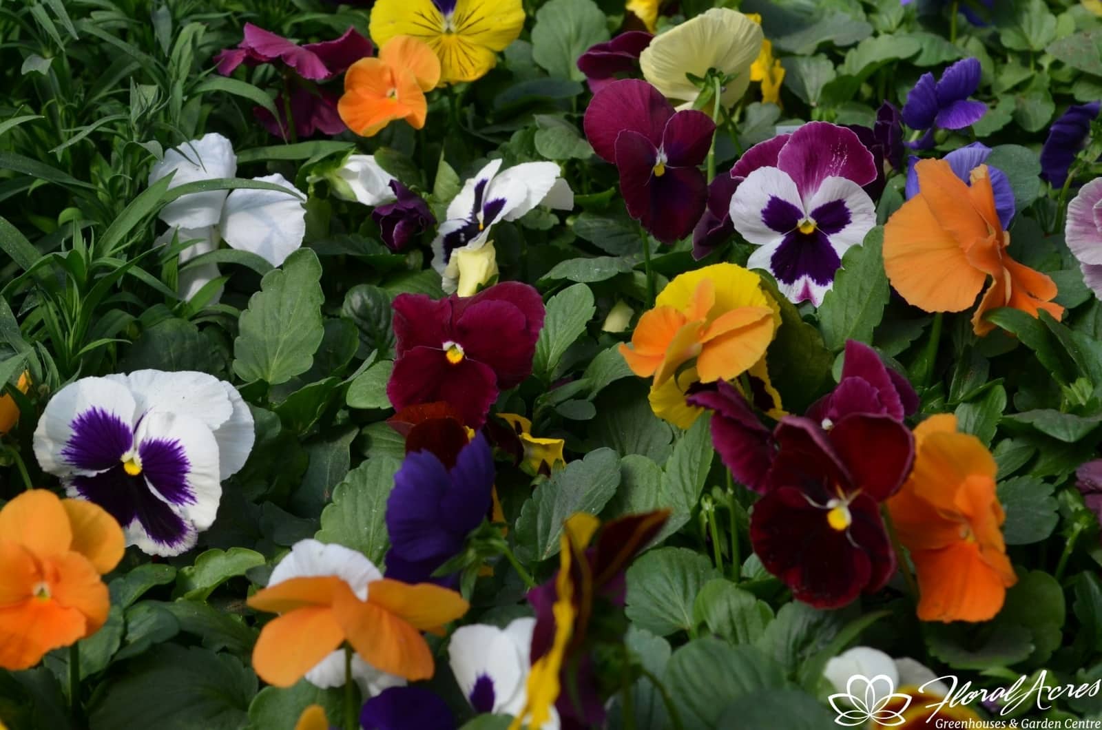 PANSY Matrix Beaconsfield | Floral Acres