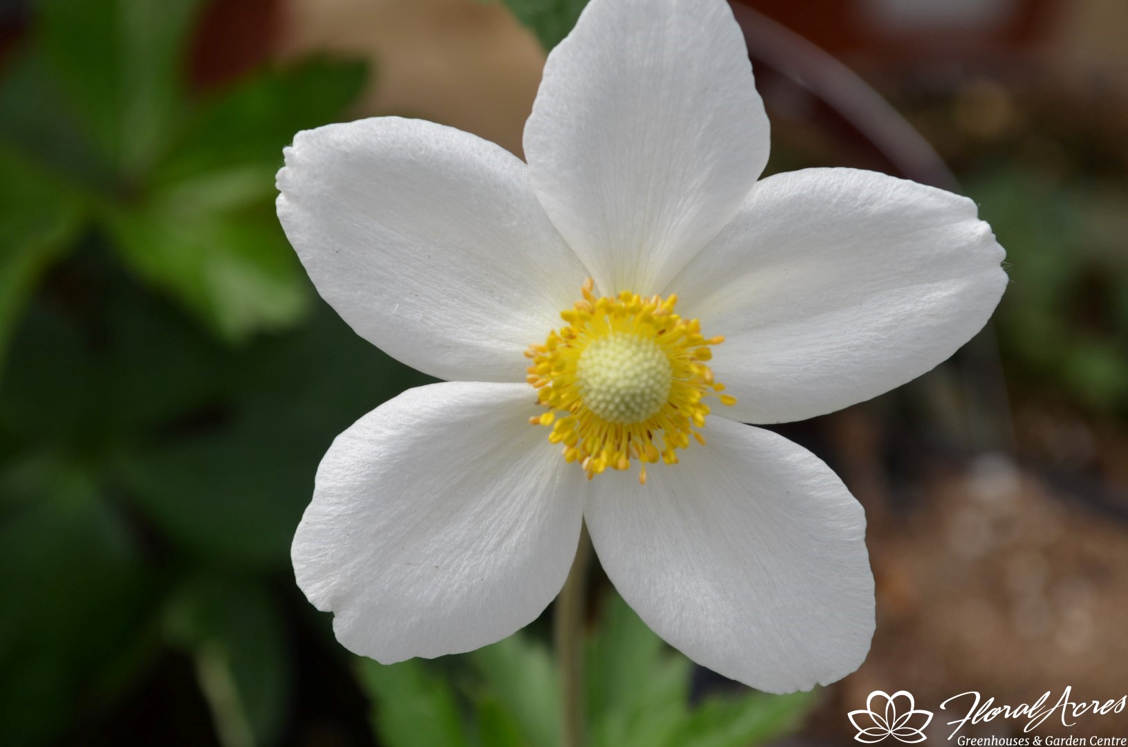 ANEMONE ( windflower ) sylvestris | Floral Acres