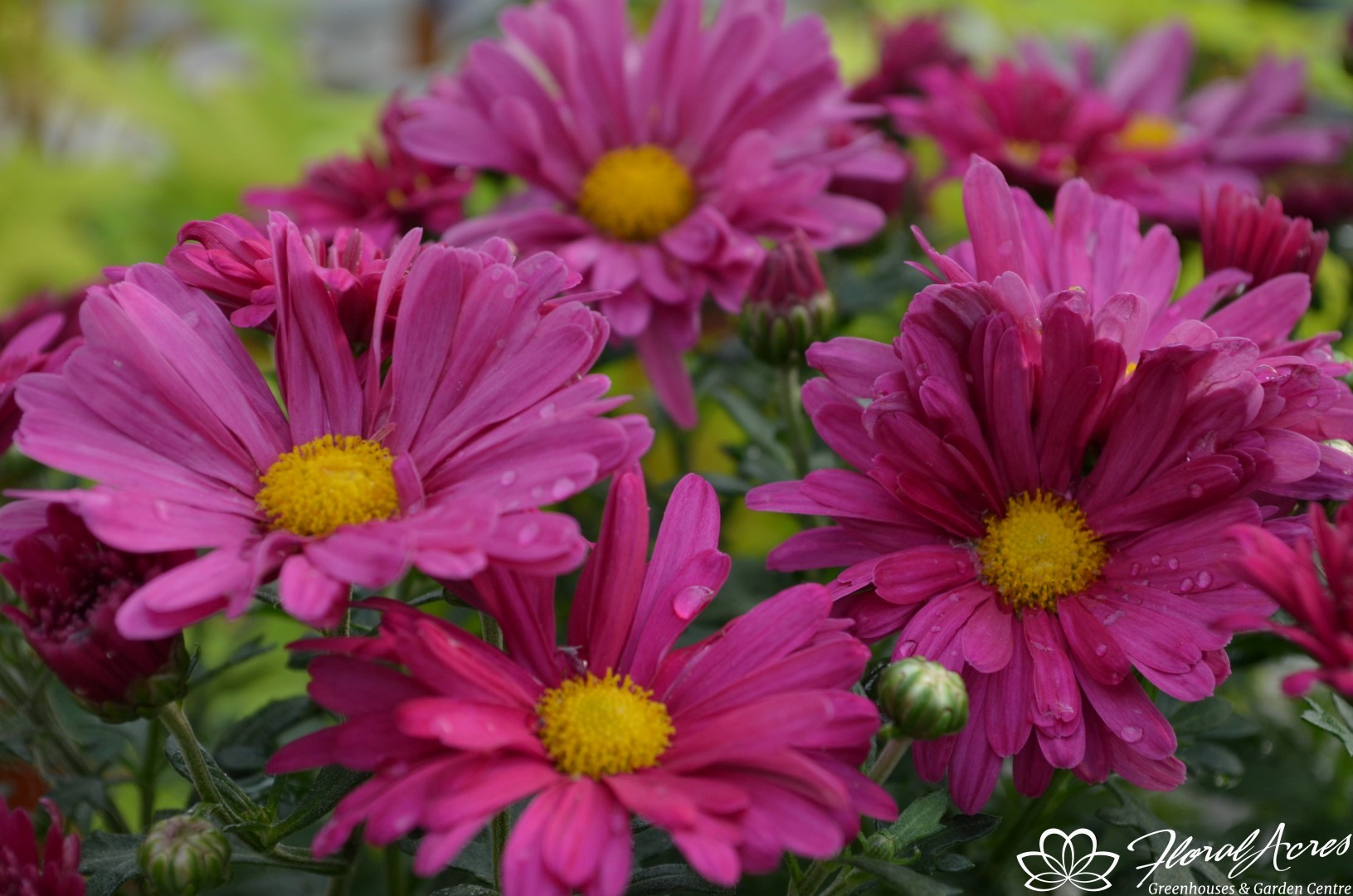 Chrysanthemum (Mums) Mammoth Lavender Daisy | Floral Acres