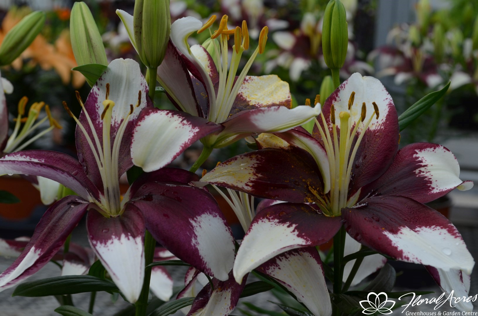 Lilium Asiatic-Pot Lily Tiny Epic | Floral Acres
