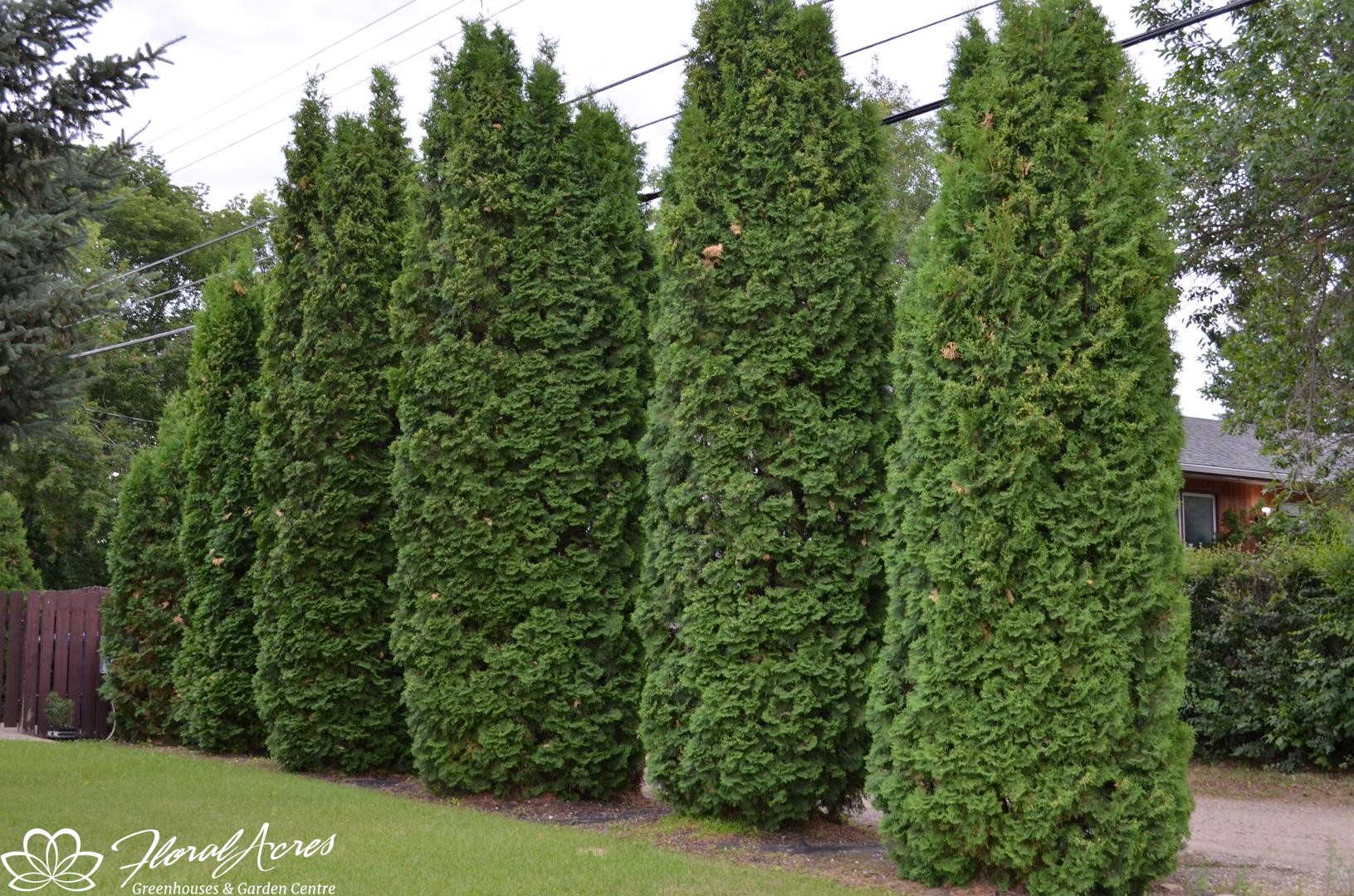 Cedar - Brandon Pyramidal | Floral Acres