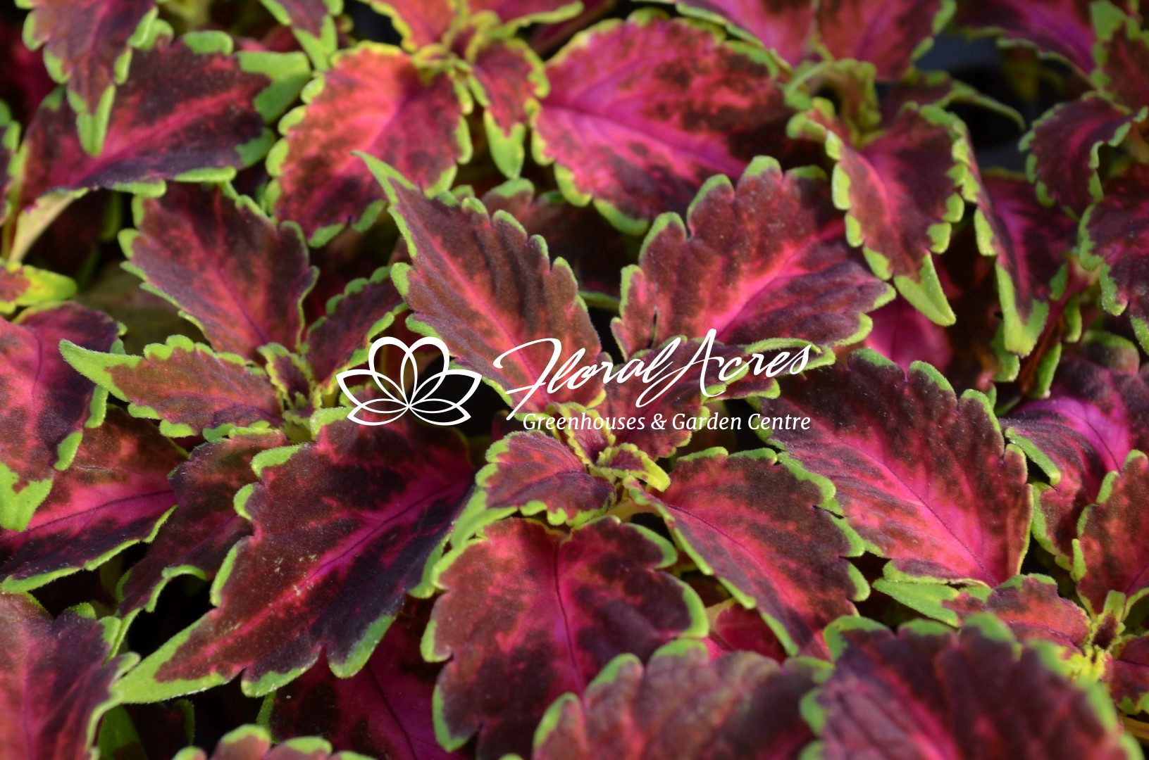Coleus Ruby Slipper | Floral Acres