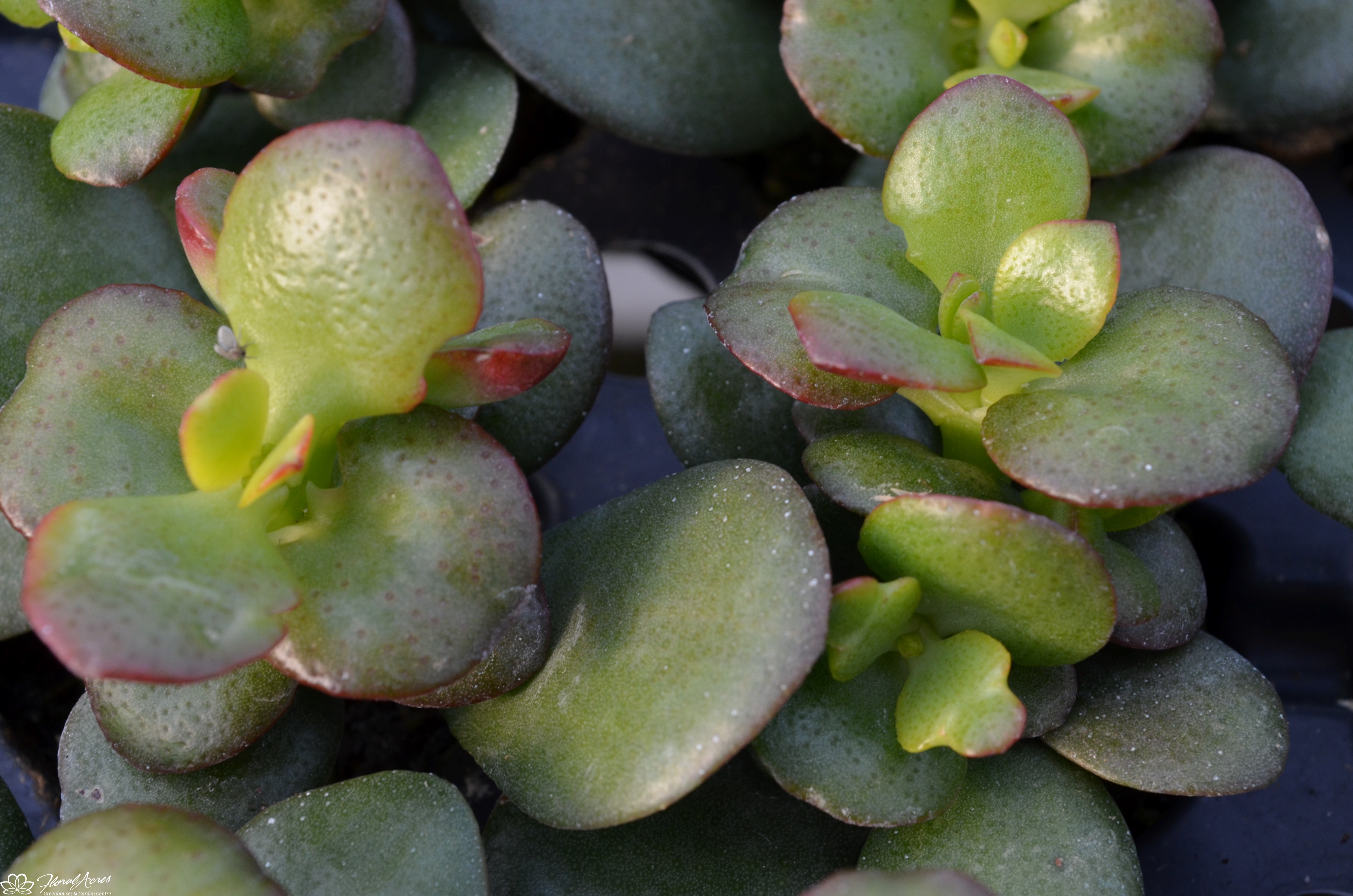Crassula Minor ( Baby Jade ) | Floral Acres