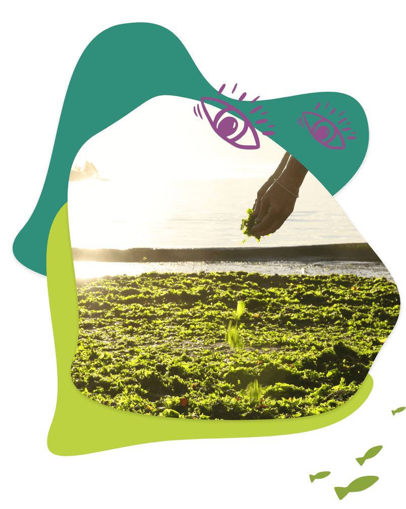 Algarithm | Fish-Free Omega-3 Straight From the Source